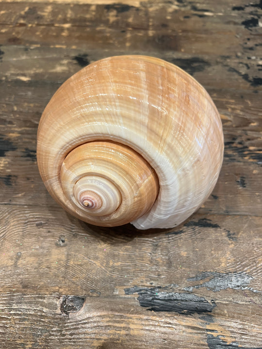 Brown Truncata Shell – Balboa Island Museum